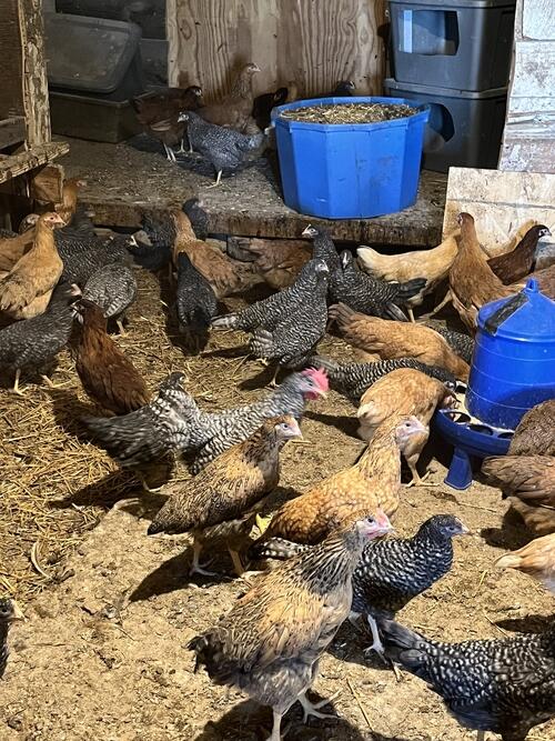 Laying Hens | Mandan, ND