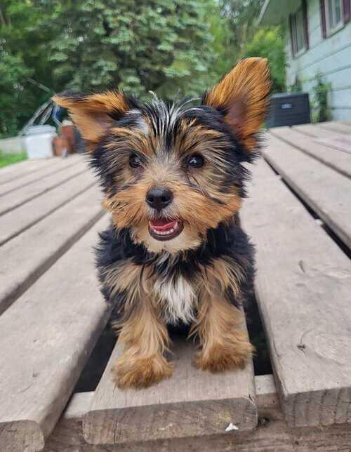 0 left AKC Registered Yorkshire Terrier ( Yorkies ) Ad for next batch ...