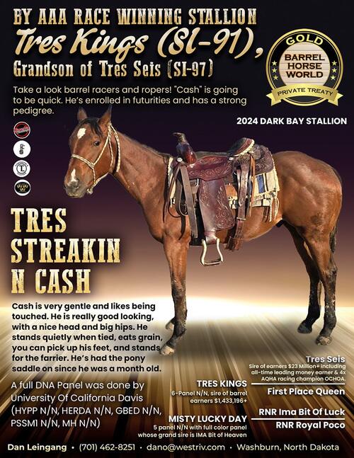 Tres Streakin N Cash Dark Bay Stallion Born May 17, 2024 | Washburn, ND
