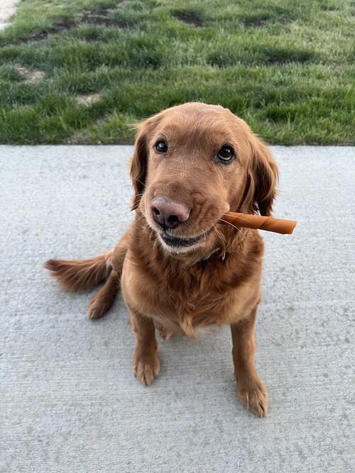 Looking to rehome my purebred golden retriever (female). Born march ...