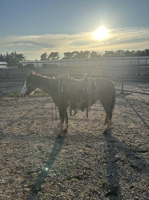 7 year old mare | Gackle, ND