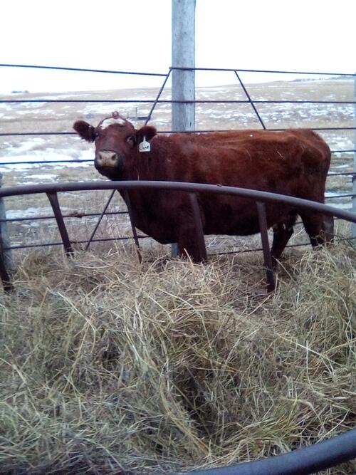 6 bred cows. BLK and Red. 4 solid mouth, 2 broken mouth. Bred BLK and ...