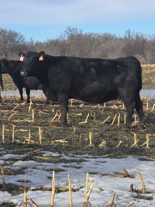 15 Bred Cows For Sale | Lisbon, ND