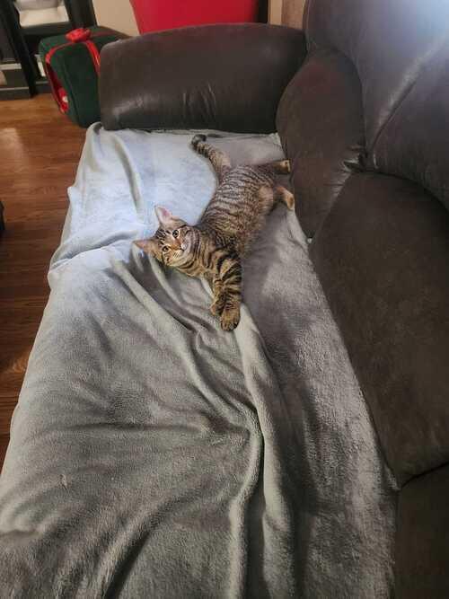 Free male cat he is a talker and very friendly no shots yet avaliable ...