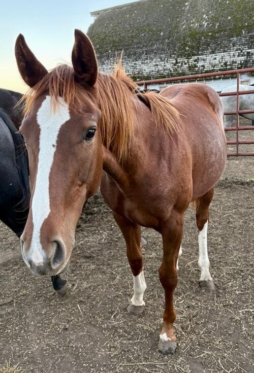 Reba pretty sorrel yearling filly with all kinds of chrome. Her Dam ...