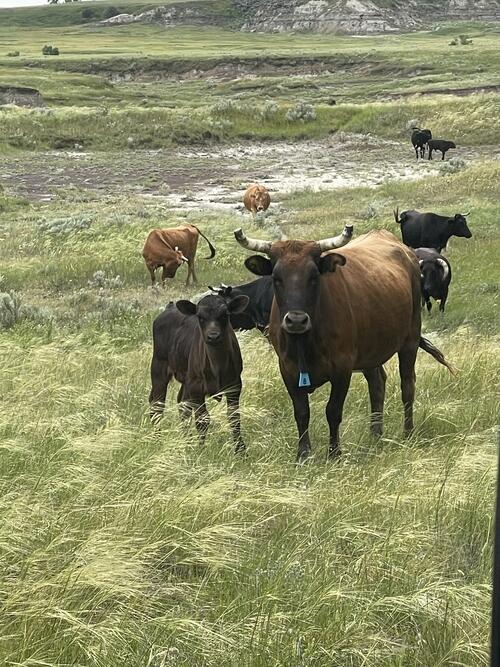 corriente/ longhorn cows bred to Jorgensen angus bulls, start calving ...
