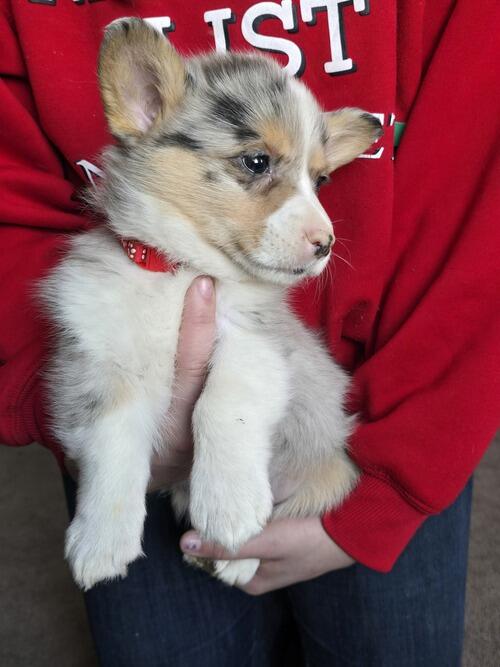 American Corgi - Blue Merle | Enderlin, ND