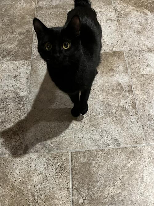 Found Black female cat with gold eyes. Found on 3800 block of ...