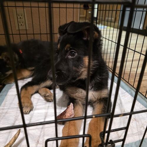 Ready Purebred German Shepherd puppies | Jamestown, ND