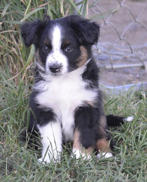 Mini Aussie Puppy ( Mini Australian Shepherd) | Flaxton, ND