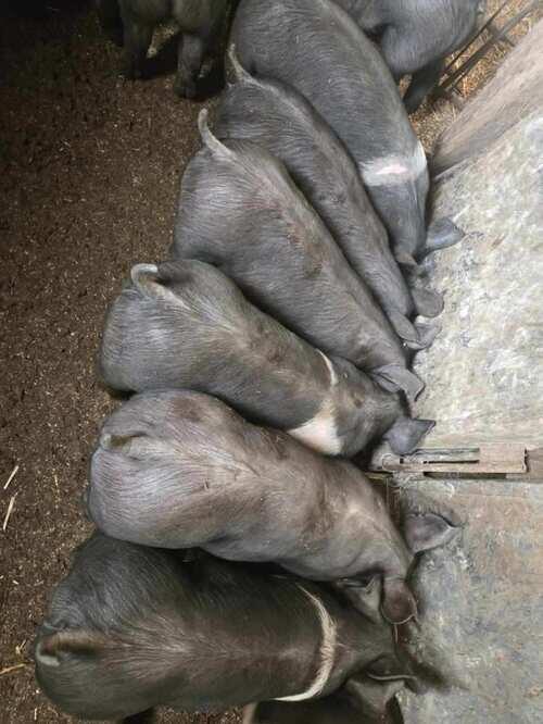 Feeder pigs for sale. About 60-80 pounds with all the shots. Asking ...
