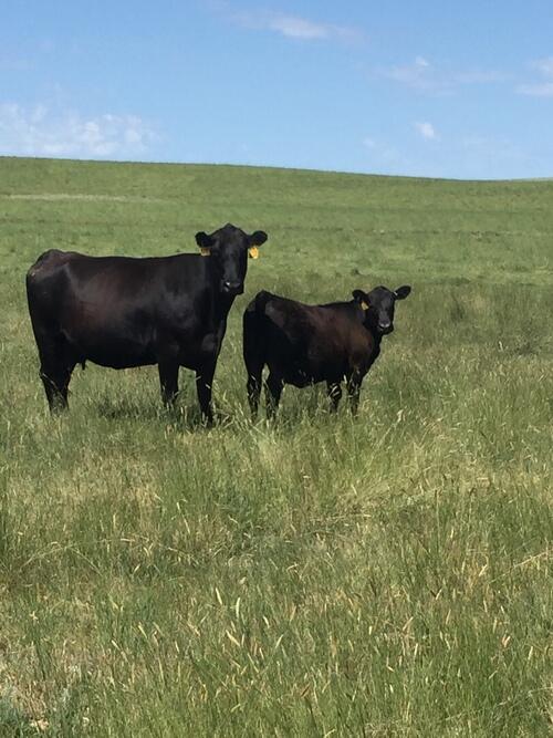 April Calving Black Angus Registered Cows : | Sidney, MT