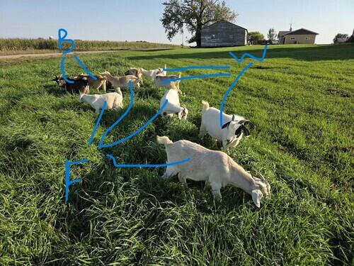 Goats for sale. Mixed breeds. 4 females, 2 billies, 4 wethers. Females ...