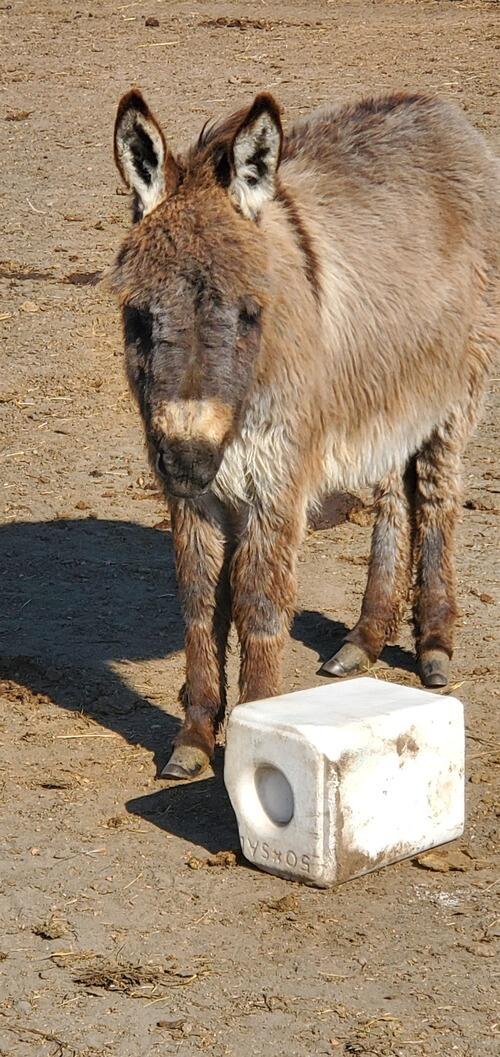 Mini jack donkey | Center, ND