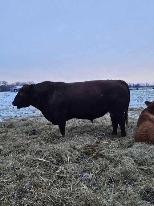 5 year old purebred dark hide Red Angus bull. Used on both cows and ...