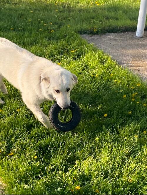1 yr old female German Shepard crossed with a great Pyrenees for ...