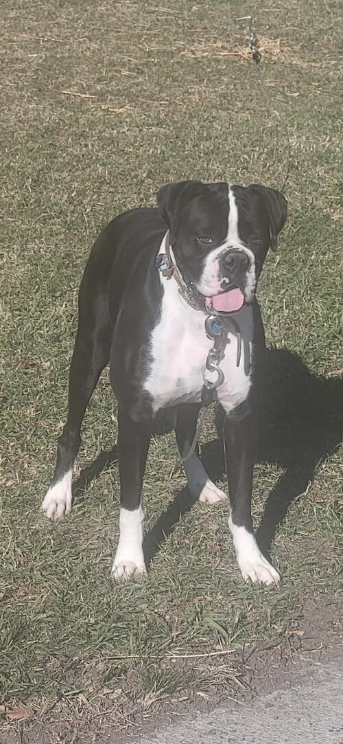 PUREBRED BOXER: Flashy Black/White 3 yr old male. | Milnor, ND
