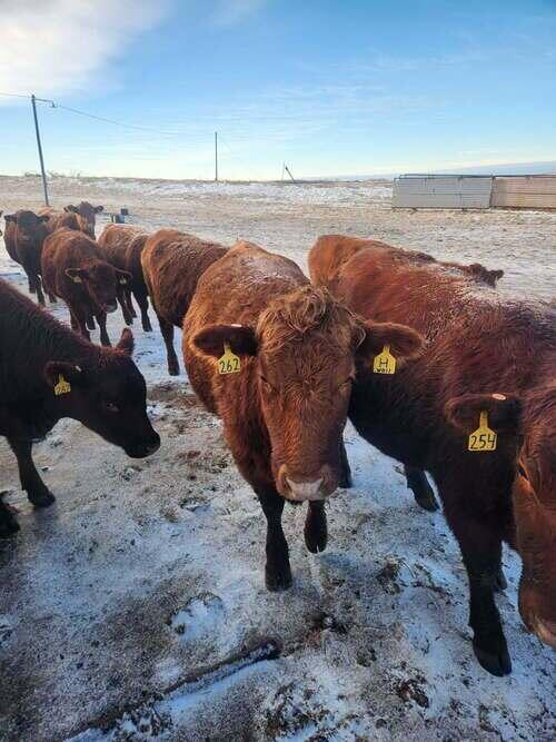 20 Red Angus heifers home raised, bred Red Angus due April 7th. Sell ...