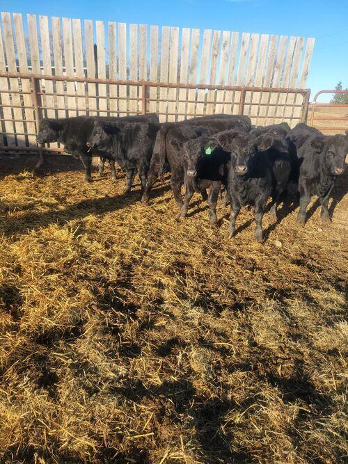8 black simmental / angus cross heifers. Weighing approx 630 pounds ...