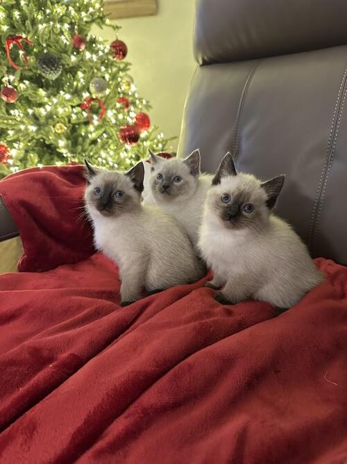 Siamese kittens born Oct 5. 2 females and one male available. They will ...
