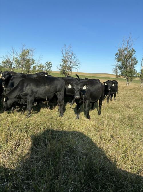 Sale Pending - 25 Fancy Black Angus Heifers | Baldwin, ND
