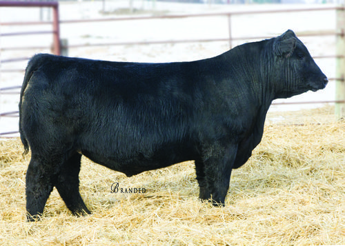 Ressler Ranch - Profile on BisManOnline