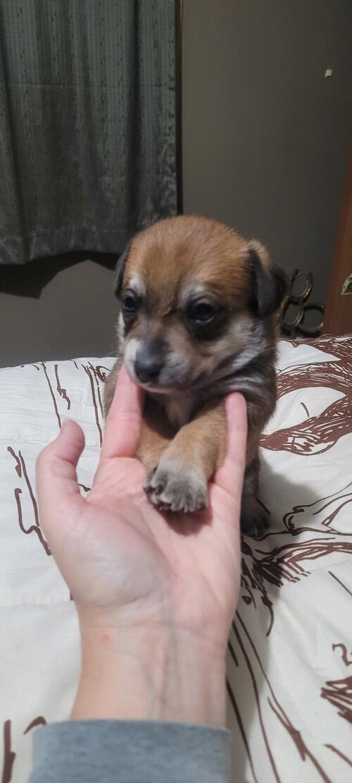 6 females left | Golva, ND