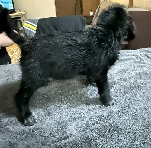 8 week old German Wirehair x Pointing Yellow Lab puppies. Free to good ...