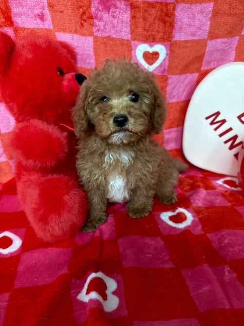 Micro-Mini Goldendoodles | Dickinson, ND