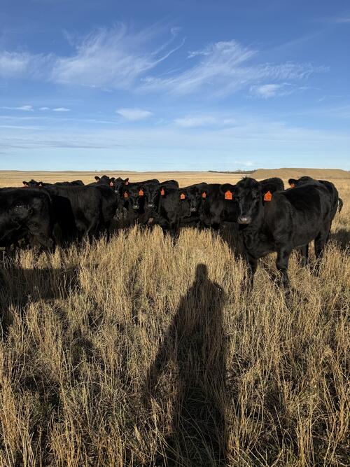 100 Home raised bred heifers for sale | Rhame, ND