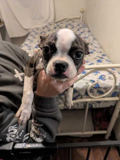 I have a female Boston 10wks old with shot record she likes other ...