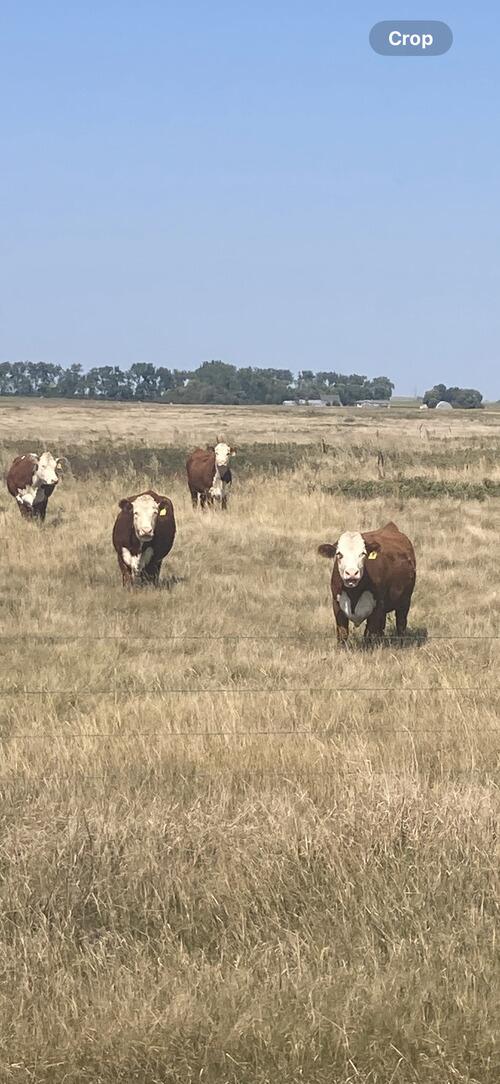 200 head bred 3-6 year old cows | Mina, SD