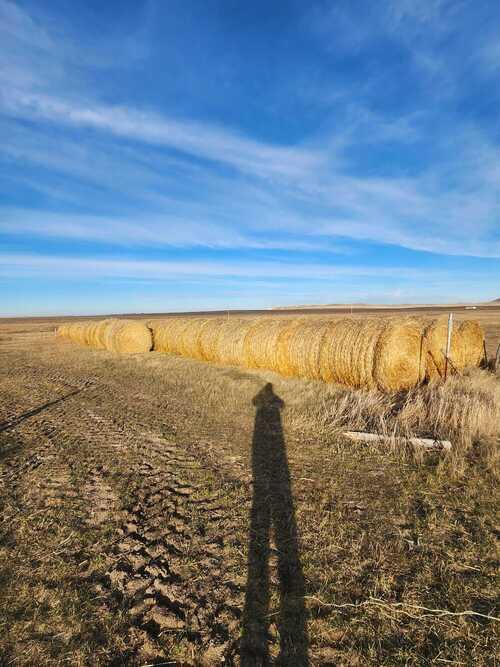 2025 oats straw round bales. Combined with a straw walker combine. Long ...