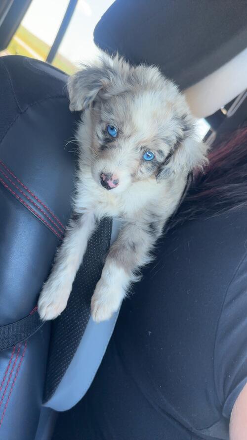 10 week old male mini Aussie doodle | Bismarck, ND