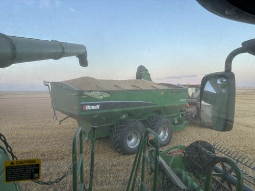 Reins oats seed, cleaned for certified. Very short and stands great ...