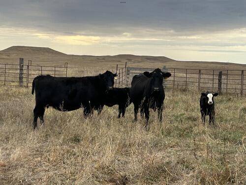 6 and 8 year old cows | Linton, ND
