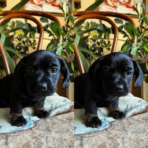 ALL SOLD- French Bull Wiener Puppies READY TO GO! First shots and vet ...