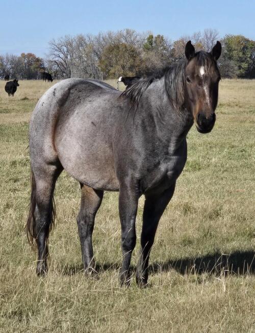 2022 roan filly, Sun Frost/High Rolling Roany bred | Willow City, ND