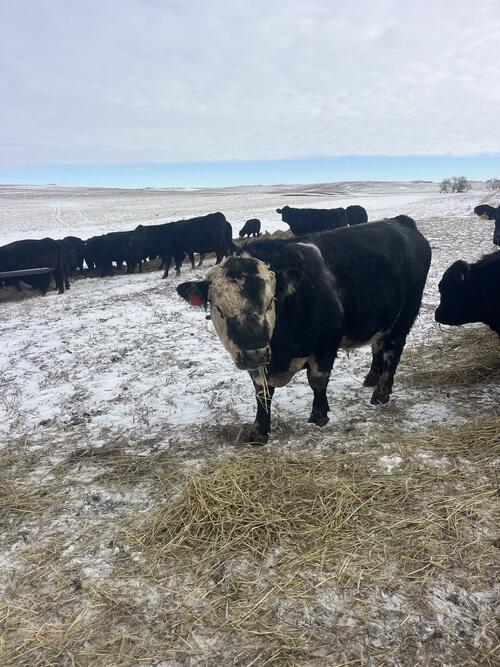Blue roan x Hereford bull. 4 yr old bull he is for sale gentle bull I ...