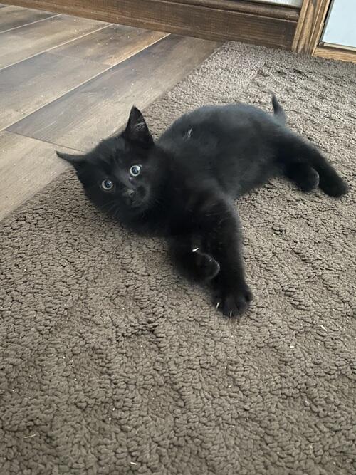 Farm kittens free for giveaway. One kitten is a Kelly. We have two ...
