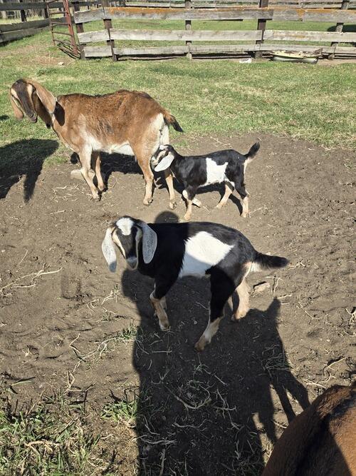 2 nubian buckling. | New Salem, ND