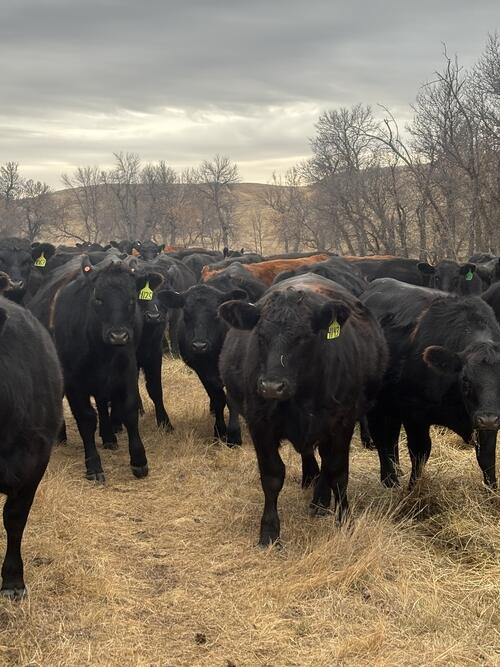 65 Black Angus bred heifers. | Cartwright, ND