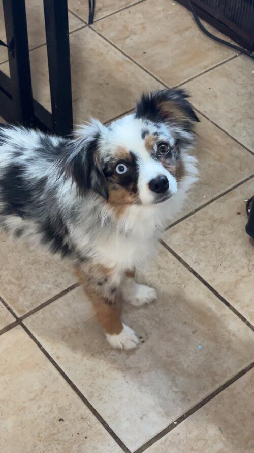 Male merle Mini Aussie. He was born March 31st 2024. He is a year and 3 ...