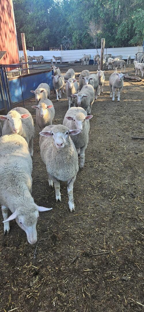 Polypay ewe lambs | Tappen, ND