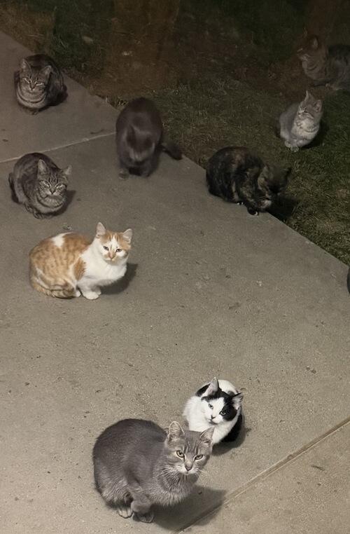 Farm Cats | Mandan, ND