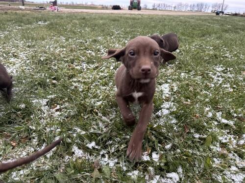 Hunting Pups | Adams, ND