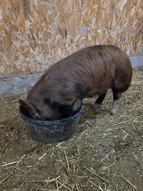 IPP Intact Male Piglets. Born in September. Very docile. Good with ...