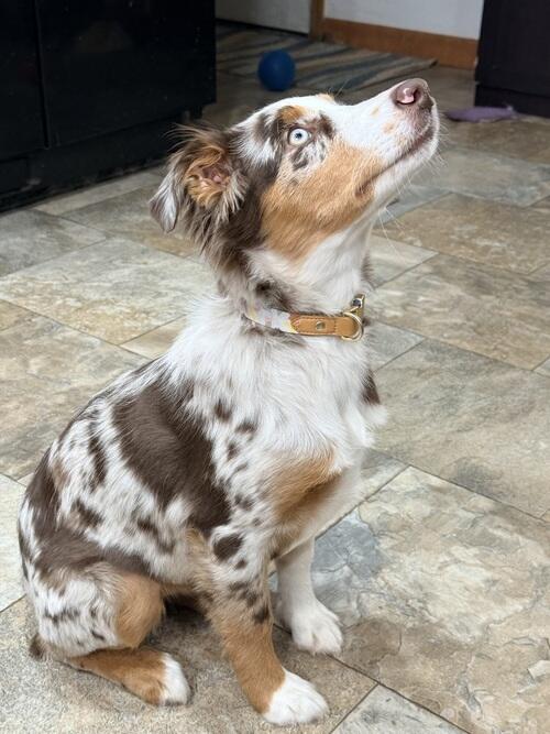 16 week old Red Merle female Mini Aussie. Great with kids and other ...