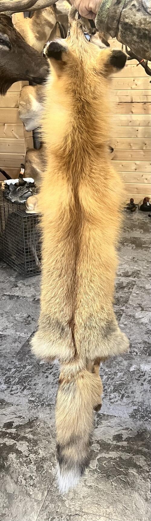 Tanned fox hide with feet. | Glen Ullin, ND