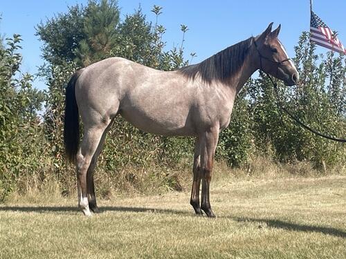 Mi Trouble AQHA Yearling Filly | McLeod, ND